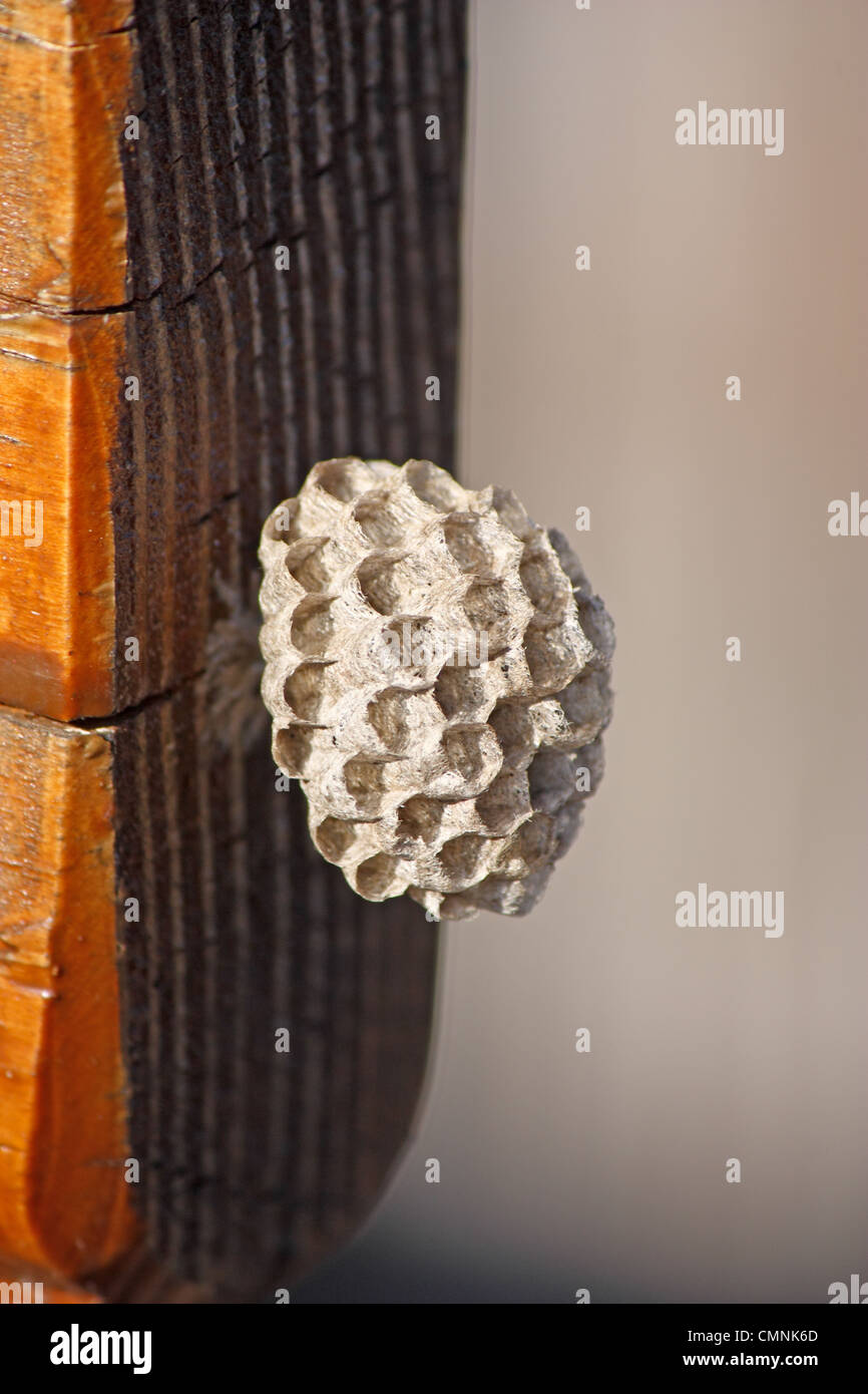 Empty paper wasp nest Stock Photo - Alamy