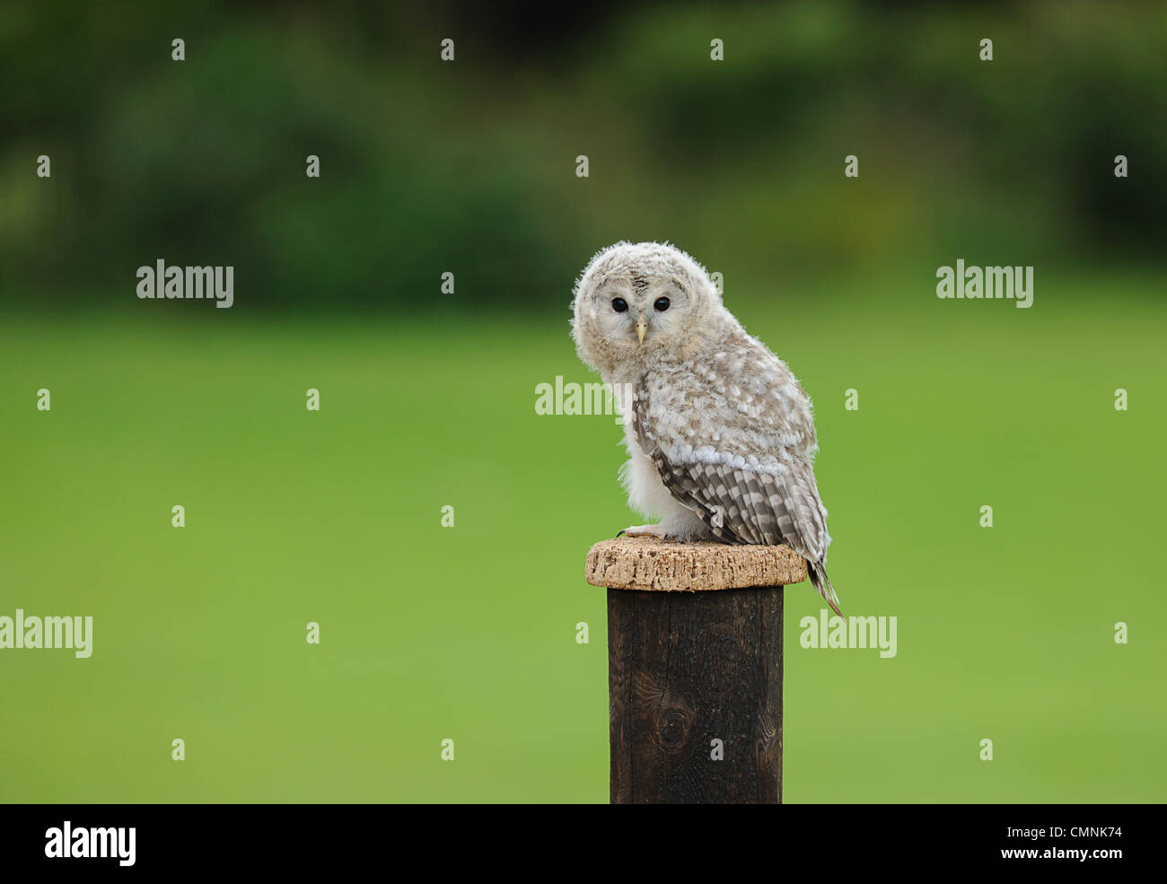 A captive juvenile ural owl in training Stock Photo - Alamy