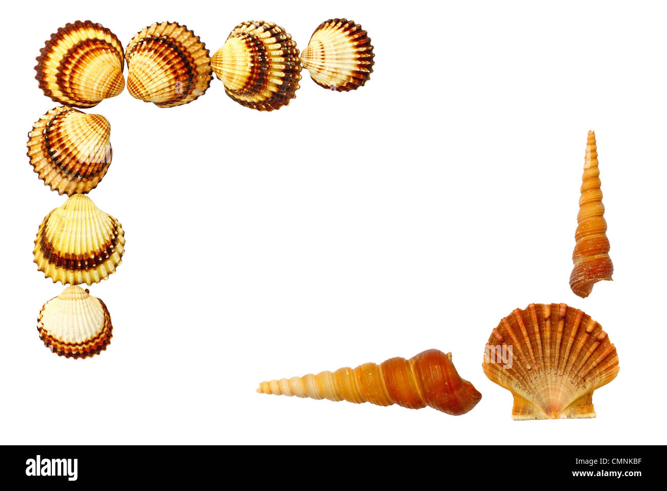 Seashells isolated on white background Stock Photo - Alamy