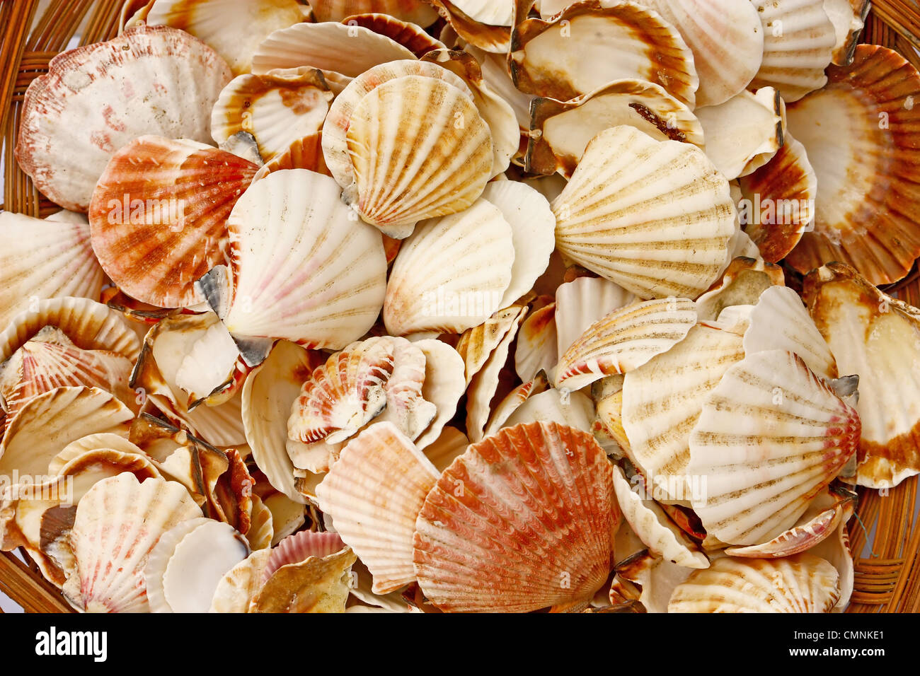 Bunch of seashells hi-res stock photography and images - Alamy