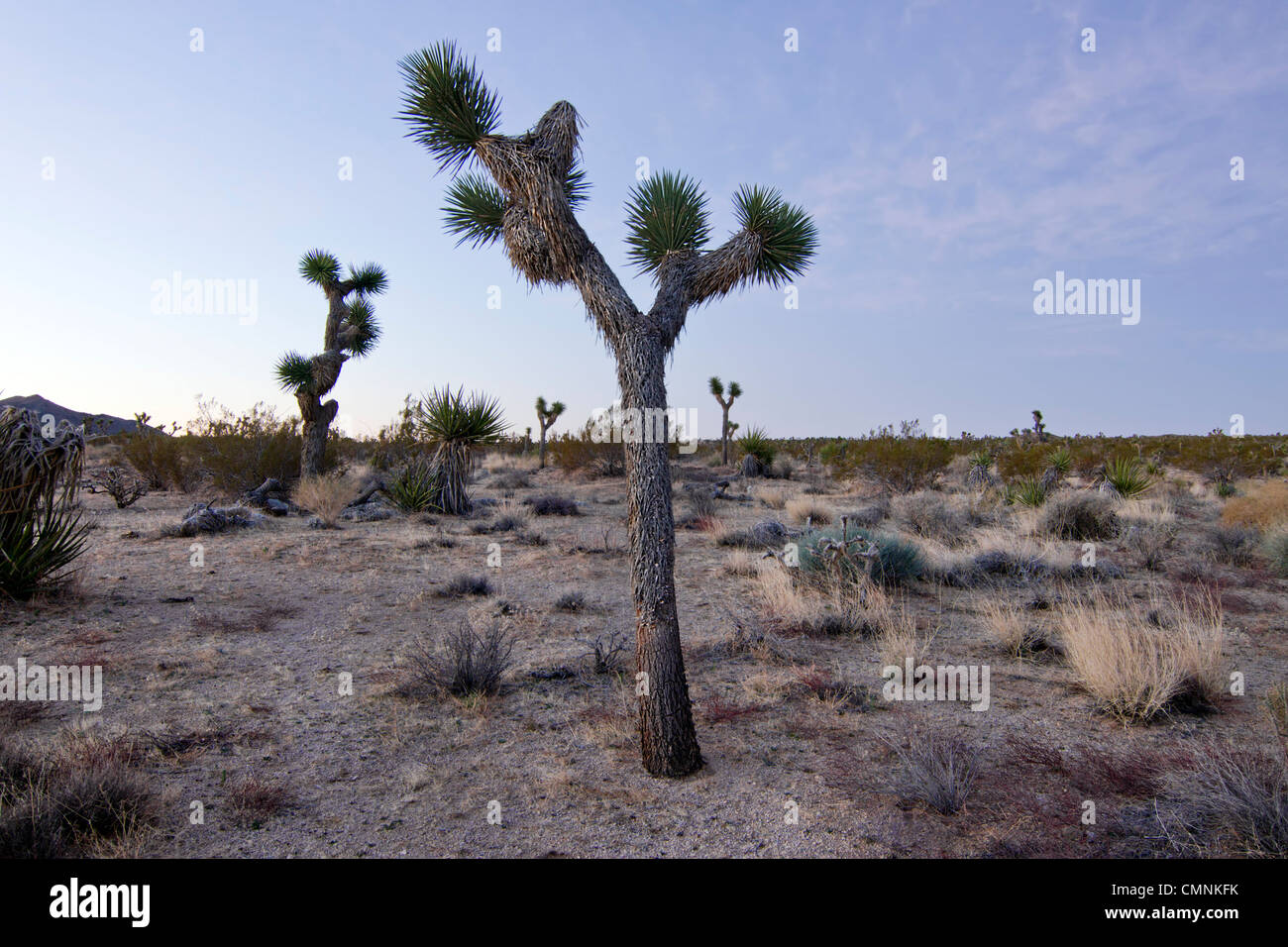 Joshua tree, a yucca that grows as a tree and has clusters of spiky ...