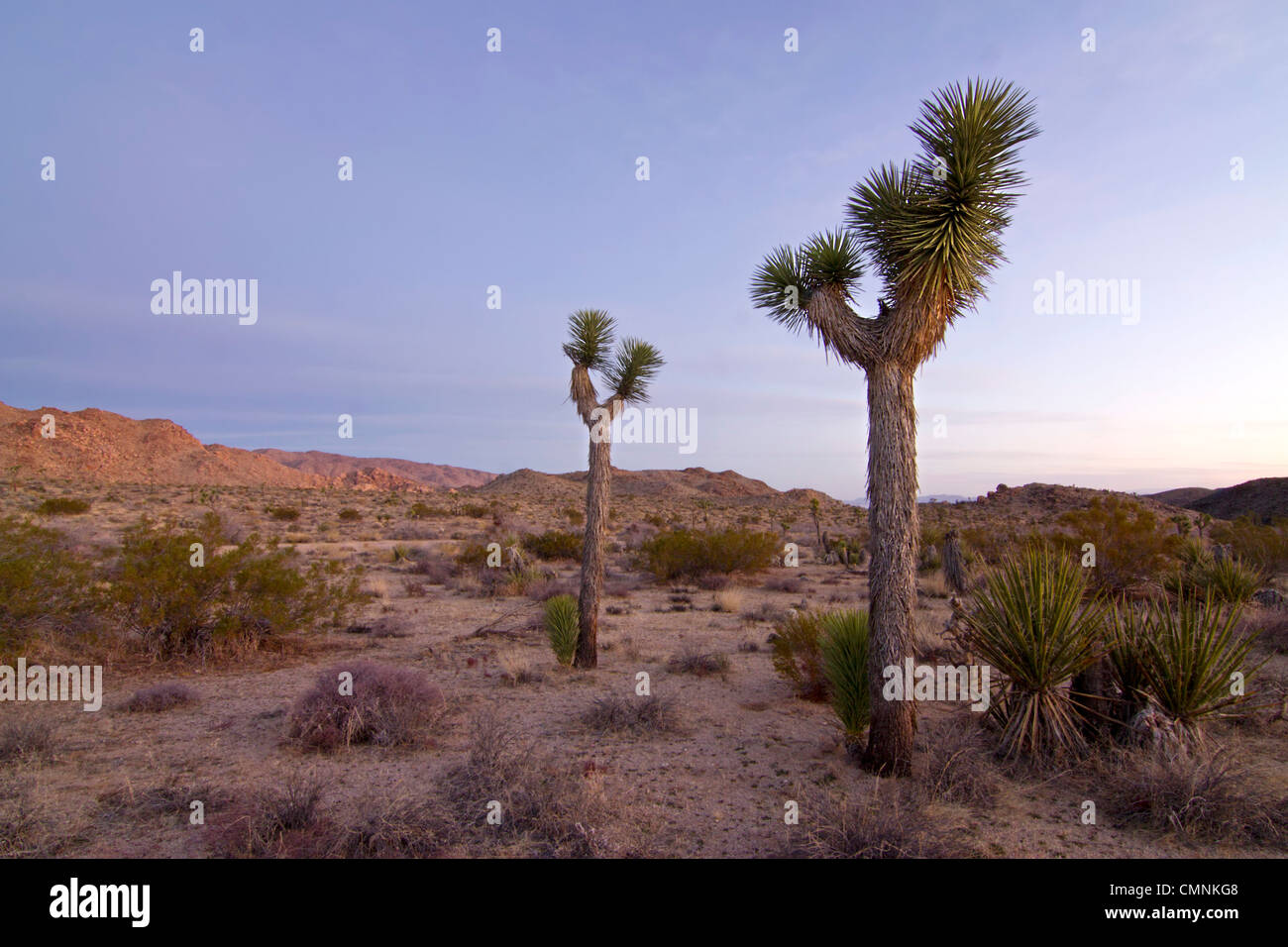 Joshua tree, a yucca that grows as a tree and has clusters of spiky ...