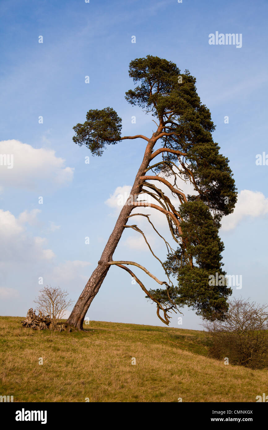 The leaning tree Stock Photo - Alamy
