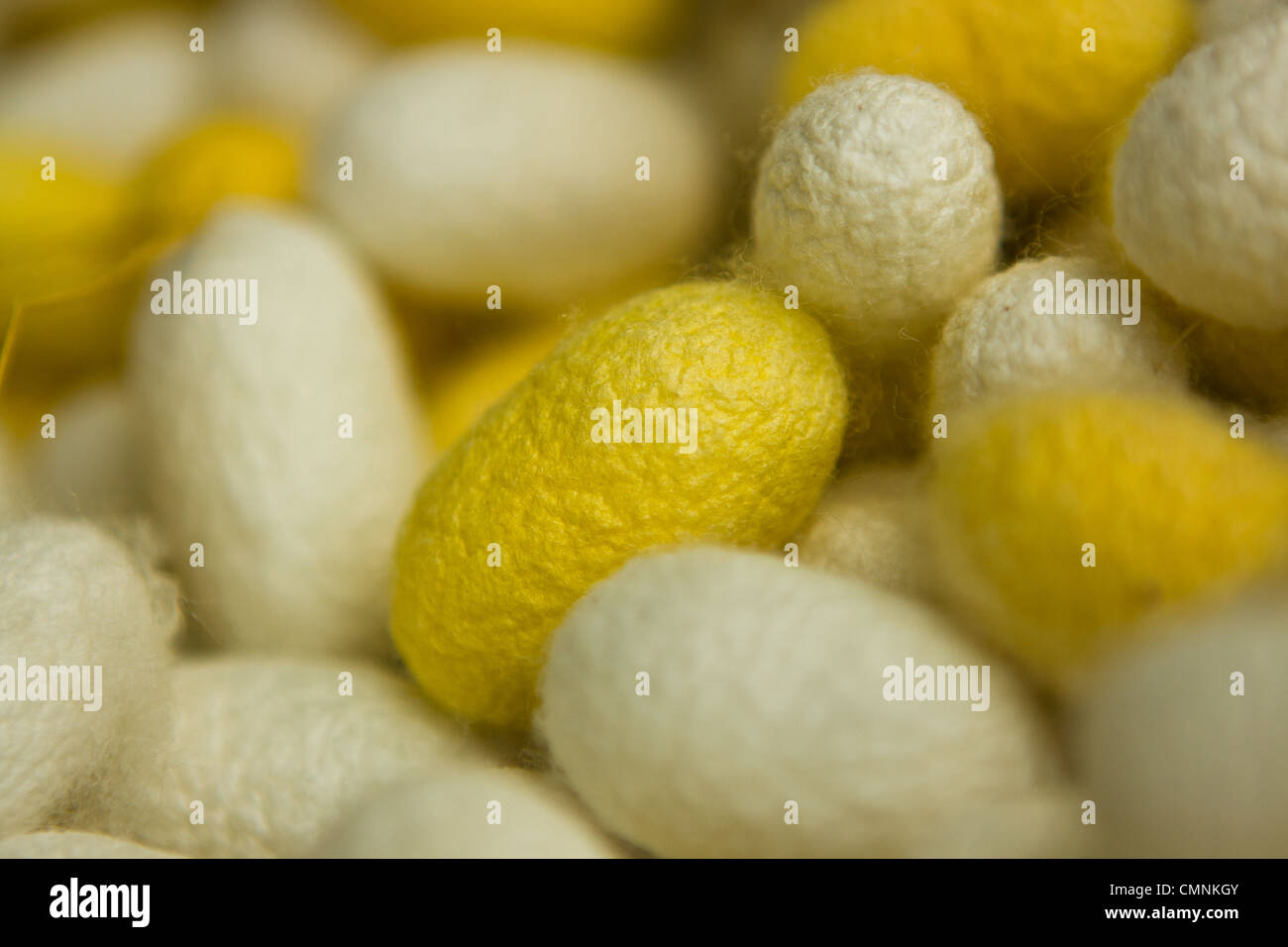 Silkworm cocoon hi-res stock photography and images - Alamy