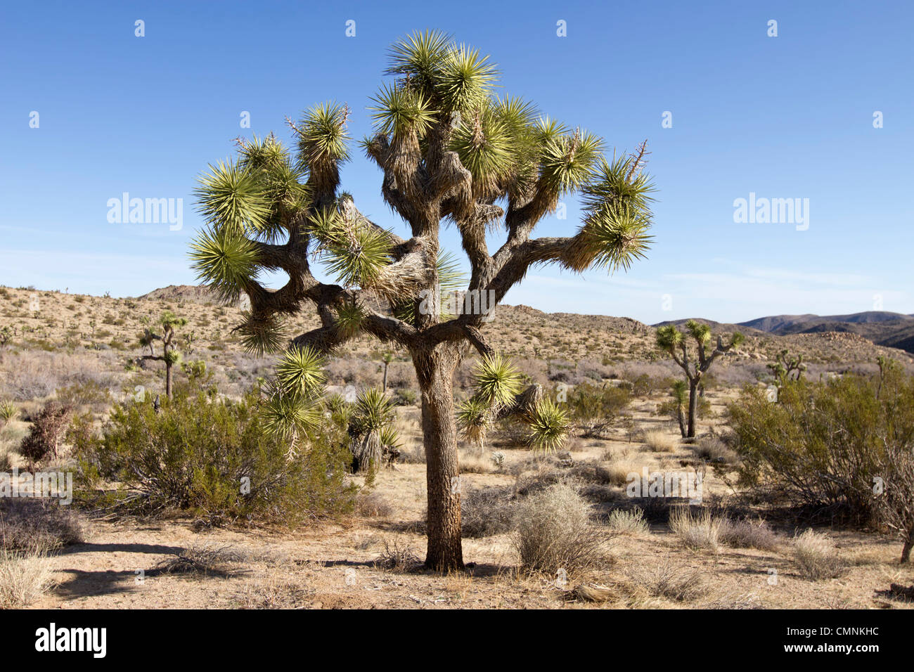 Joshua tree, a yucca that grows as a tree and has clusters of spiky ...