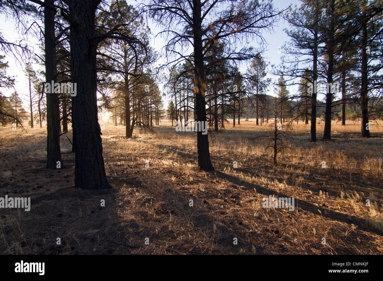 Sunset Crater Volcano National Monument, near Flagstaff, Arizona Stock ...