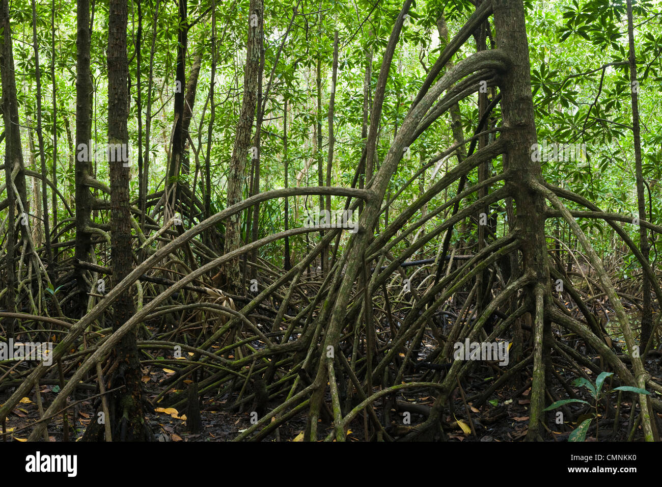 Mangrove forest australia queensland hi-res stock photography and ...