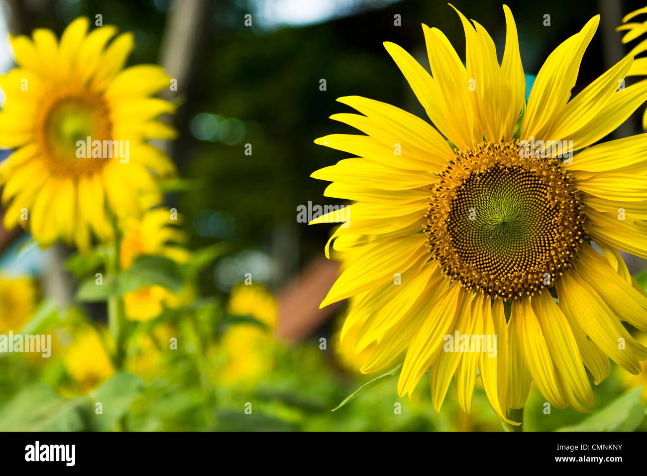 Close up Sun Flower Stock Photo - Alamy