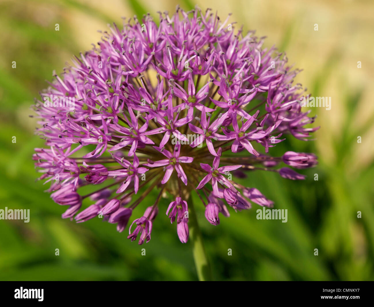 Purple allium sensation ornamental hi-res stock photography and images ...