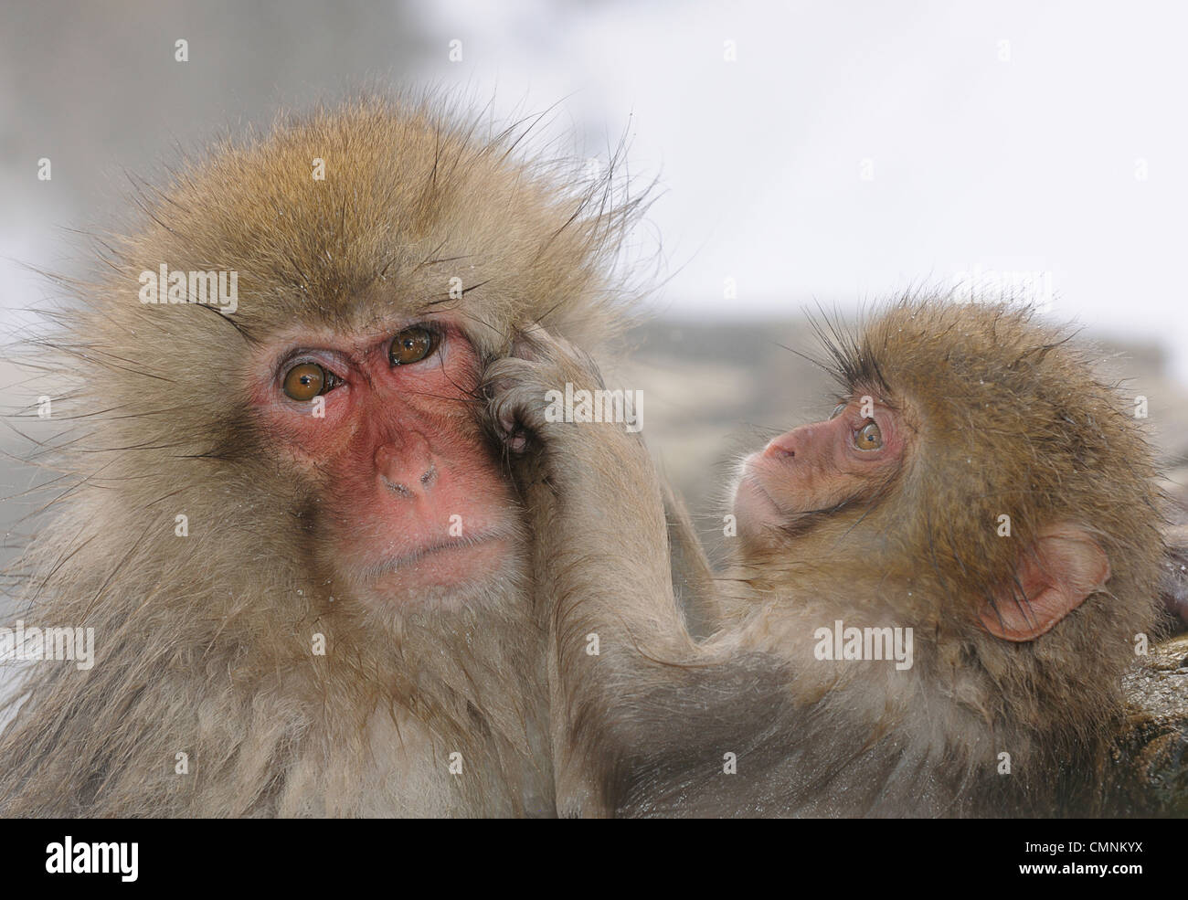 Mother & Child snow monkey Stock Photo - Alamy