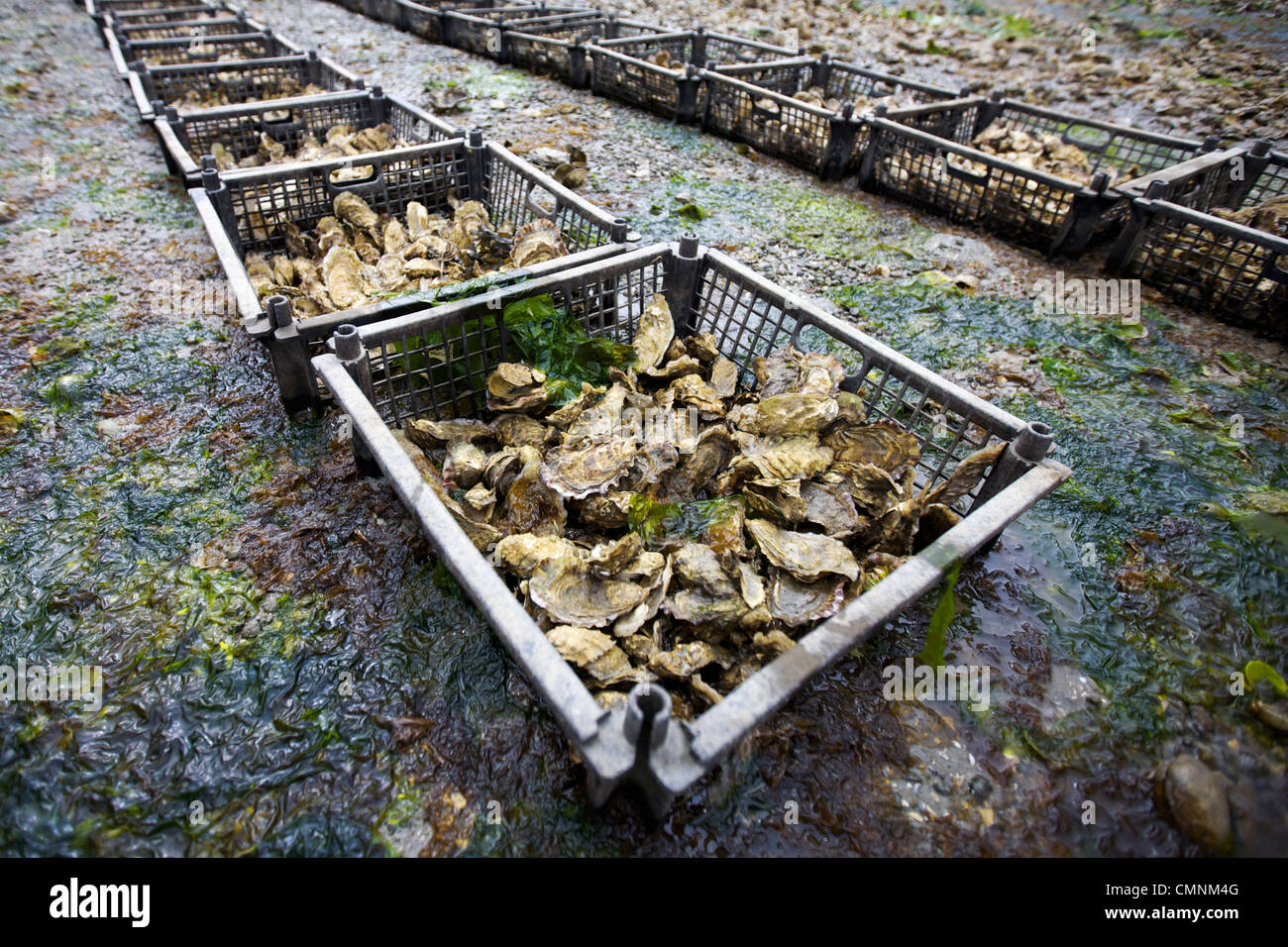 Oyster Shells in Whaletown, Cortes Island, British Columbia Stock Photo ...
