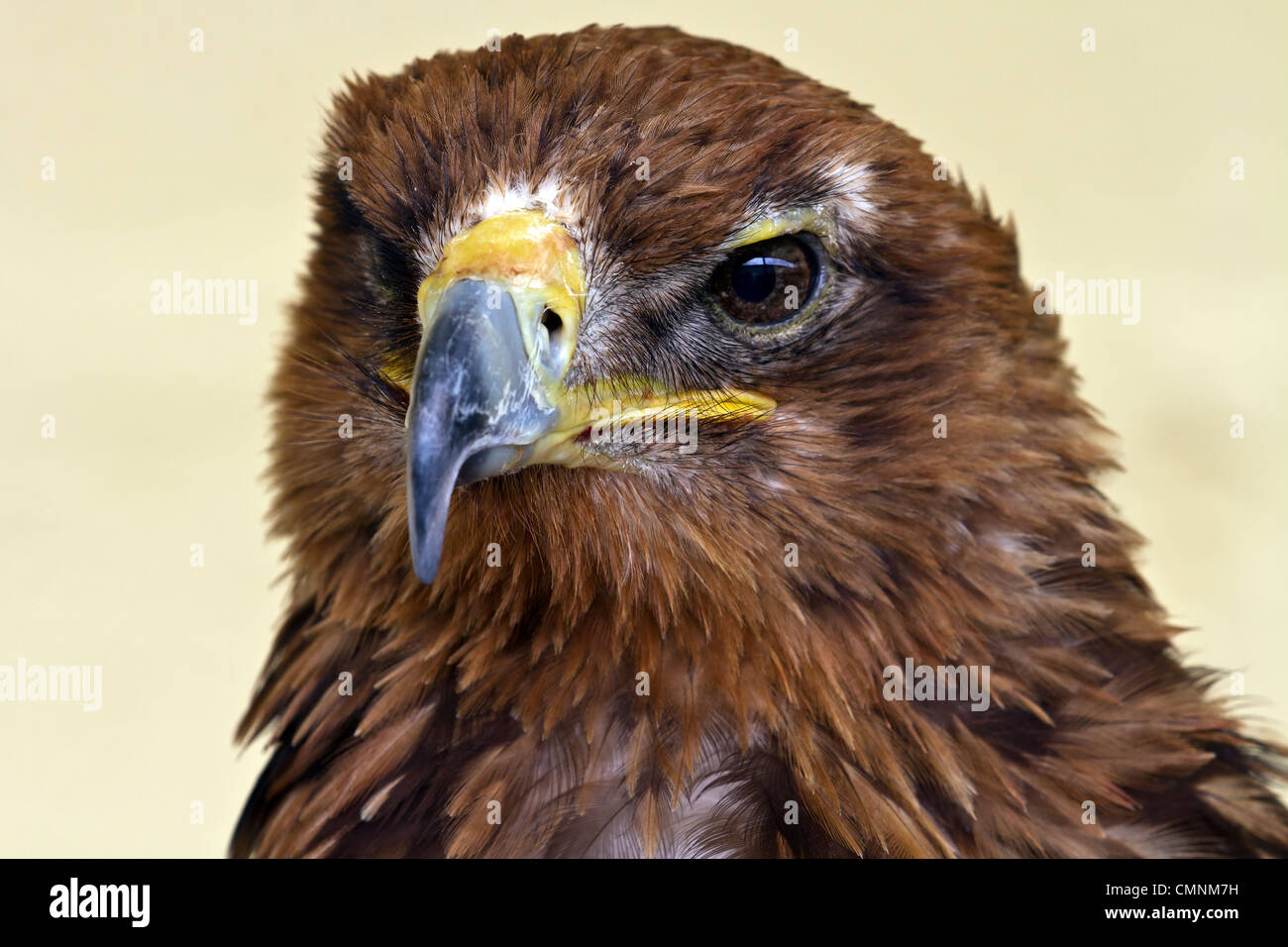 Buzzard uk hi-res stock photography and images - Alamy