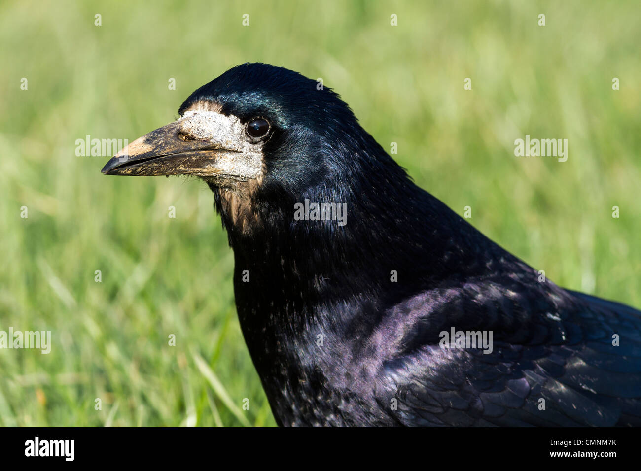 Rook portrait hi-res stock photography and images - Alamy