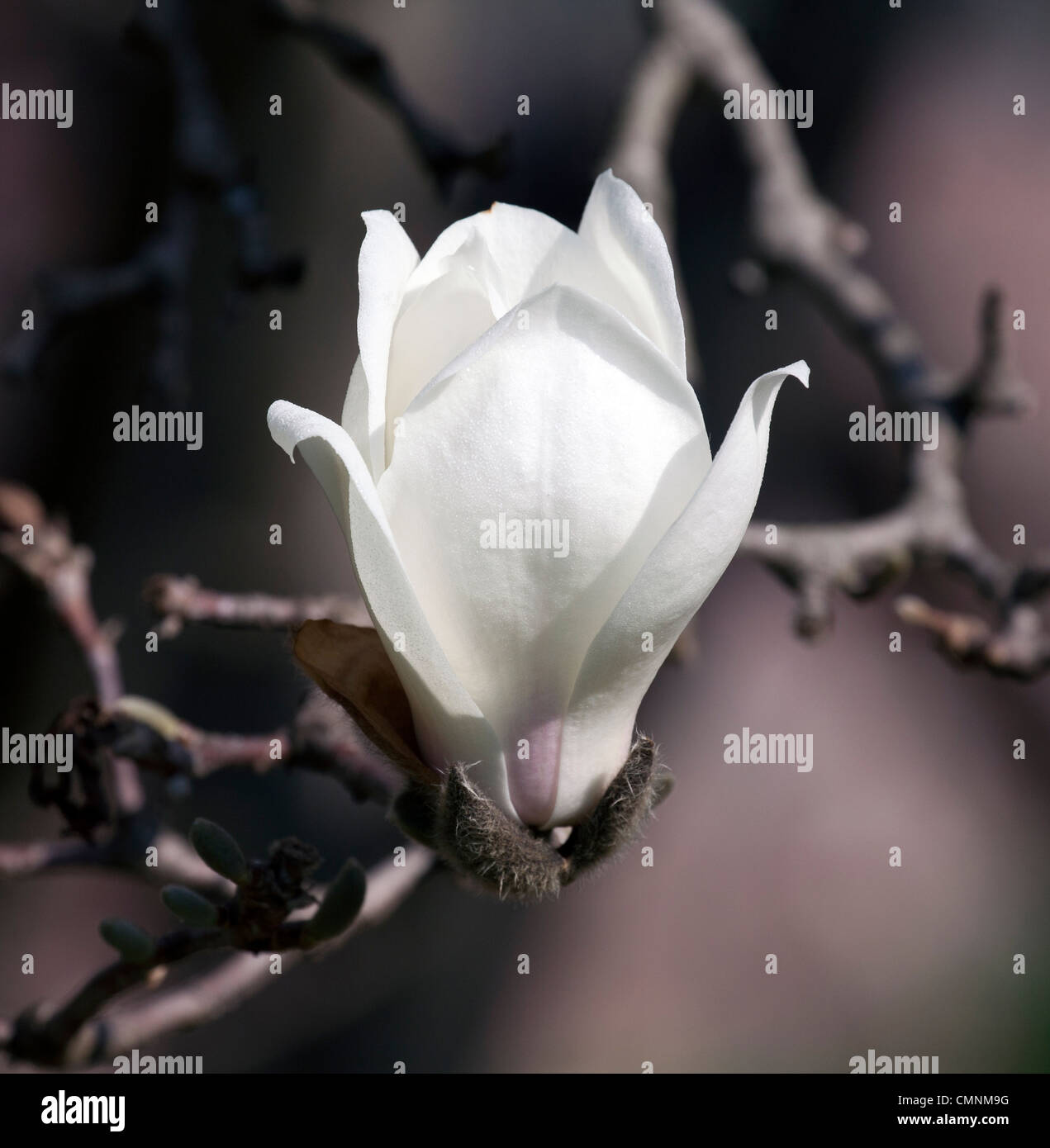 Alba superba magnolia soulangiana garden hybrid blossom flower Stock ...