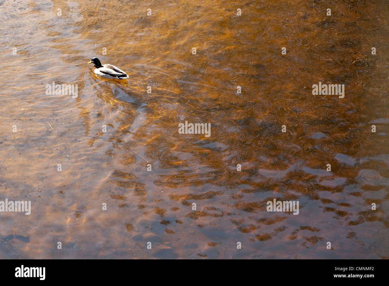 A Mallard drake floats on the river Wharfe in Ilkley Stock Photo - Alamy