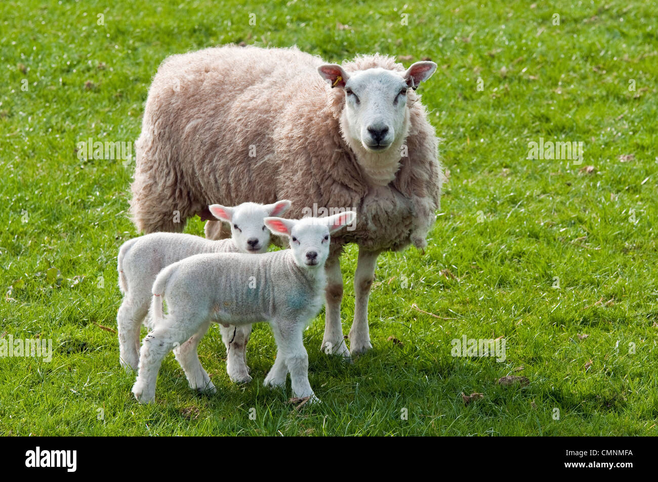 Twin lambs in springtime hi-res stock photography and images - Alamy