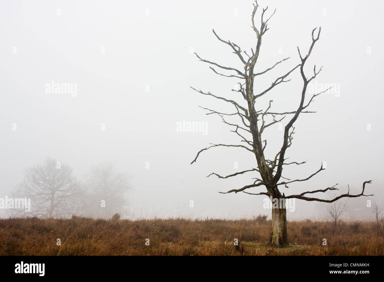 Dead heather hi-res stock photography and images - Alamy