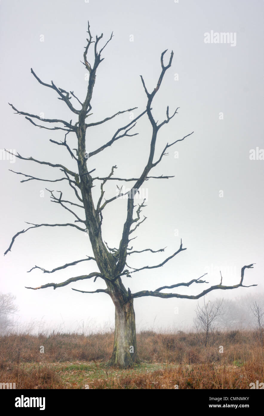 A dead oak tree on a misty heath in autumn Stock Photo - Alamy