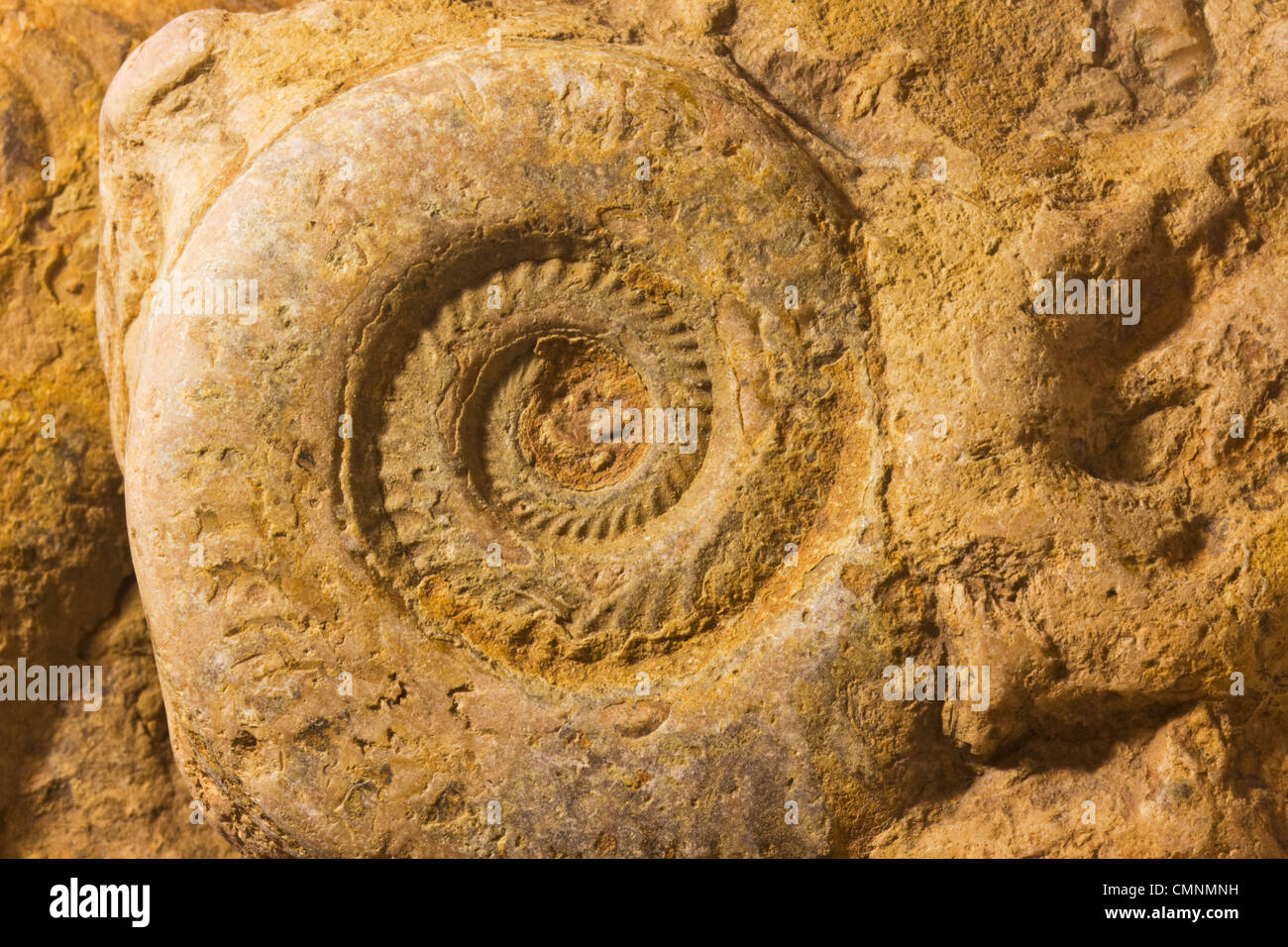 Fossile Ammonite in yellow-browne limestone Stock Photo - Alamy