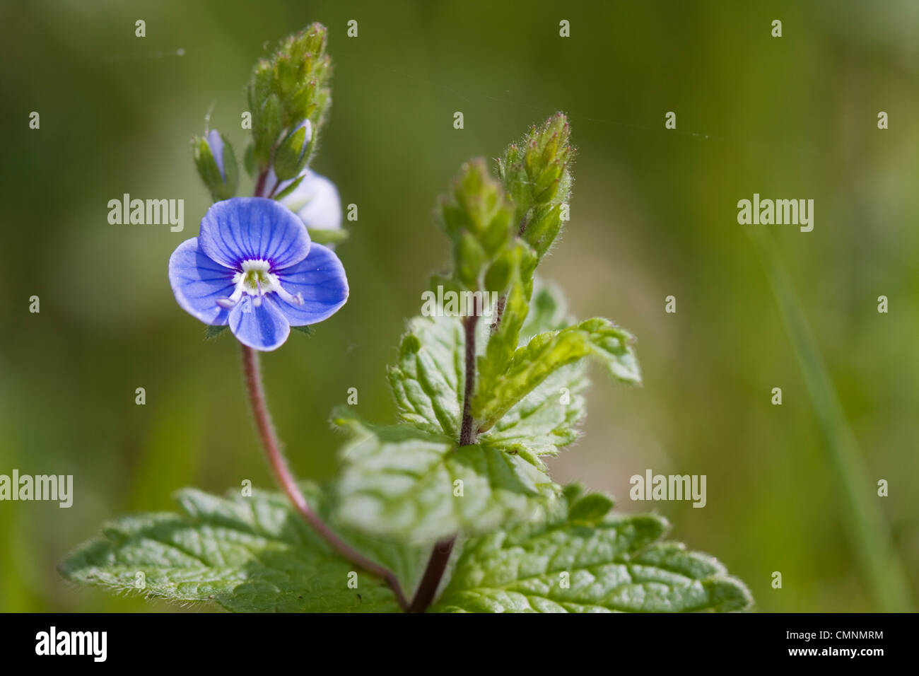 Birds eye speedwell blue flower hi-res stock photography and images - Alamy