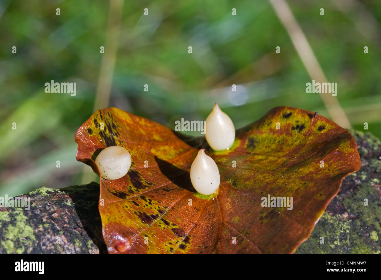 Insect Galls Stock Photos & Insect Galls Stock Images - Alamy