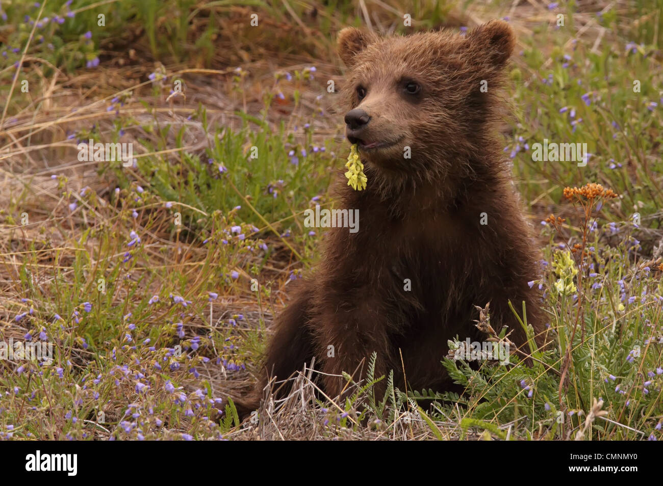 Grizzly bear cub eating flowers, Yukon Stock Photo - Alamy