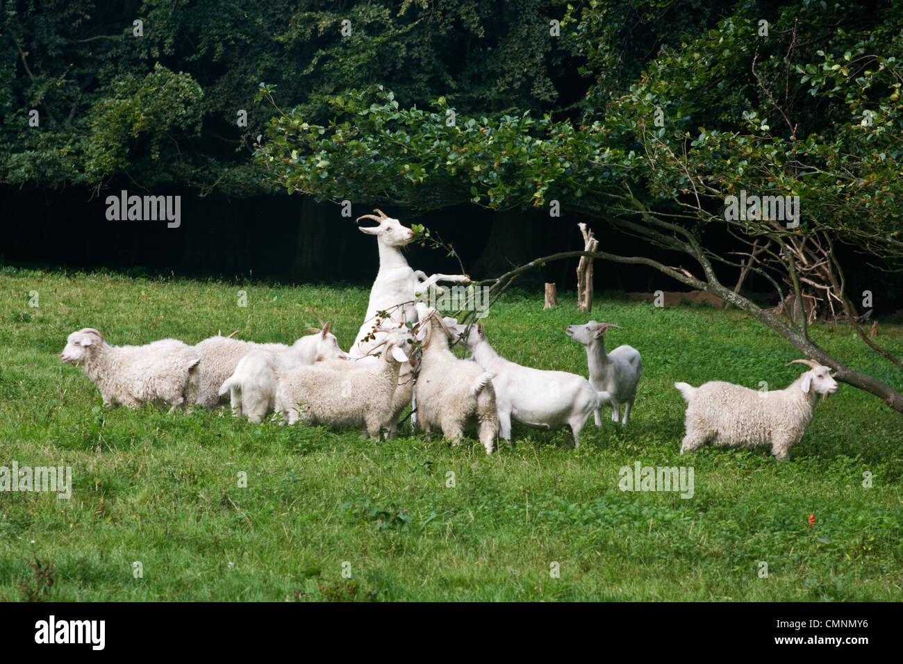 A herd of white goats, bowing down a branch of a tree and eating leaves ...