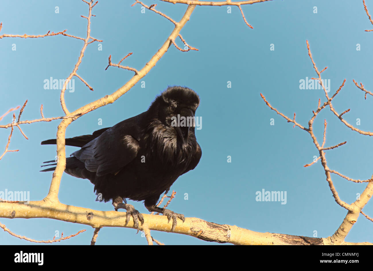 Raven With Open Mouth High Resolution Stock Photography and Images - Alamy