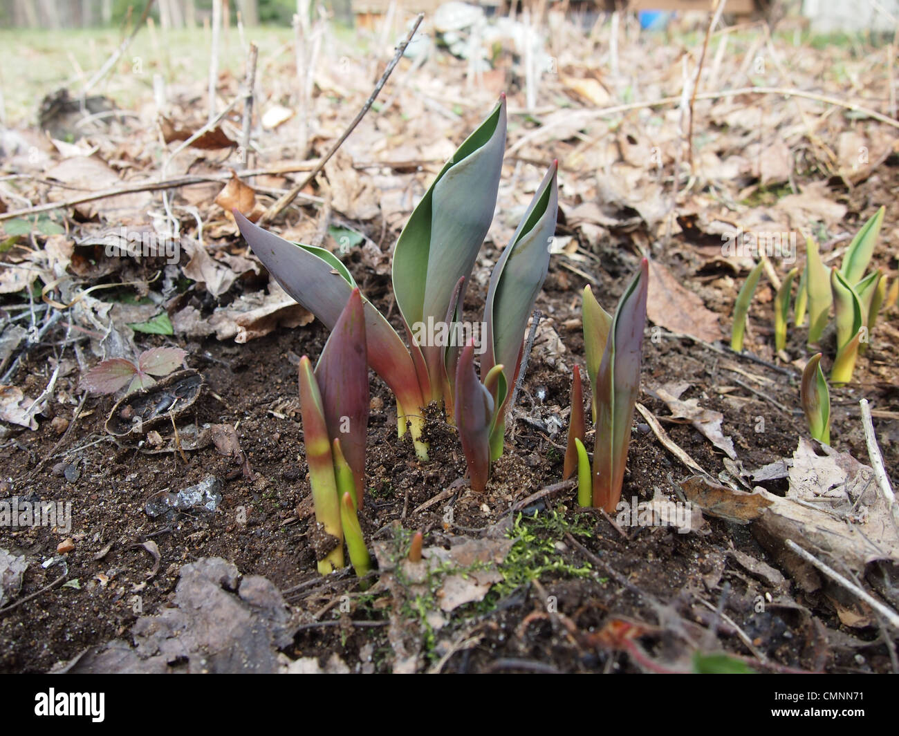 Tulip life cycle hi-res stock photography and images - Alamy