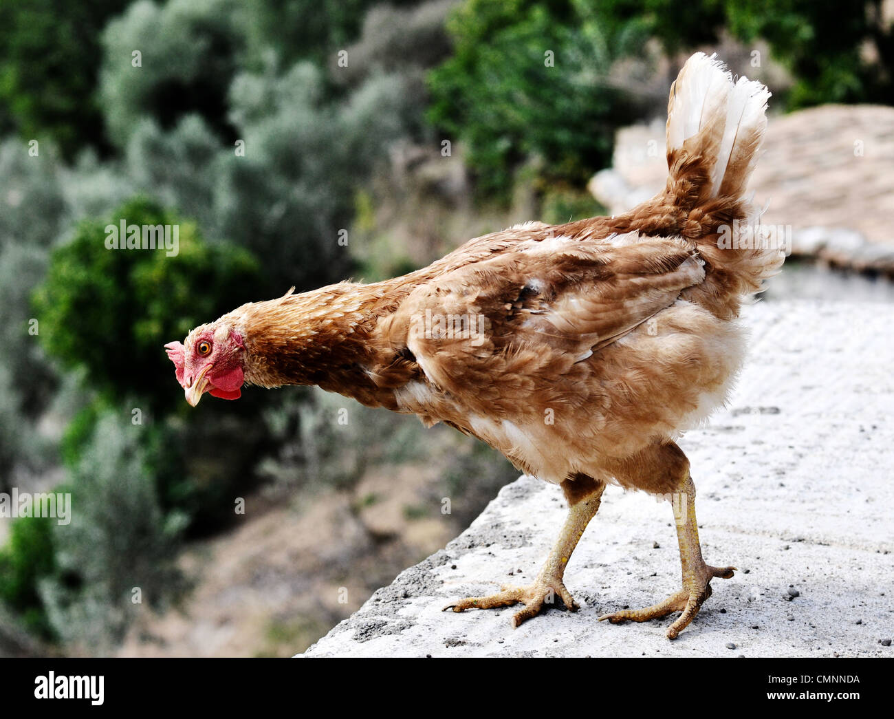 Photograph of a curious hen looking down Stock Photo - Alamy