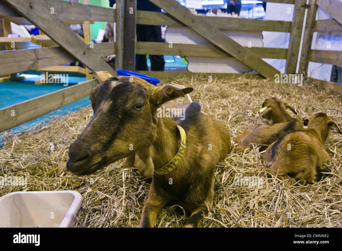 Show goats hi-res stock photography and images - Alamy