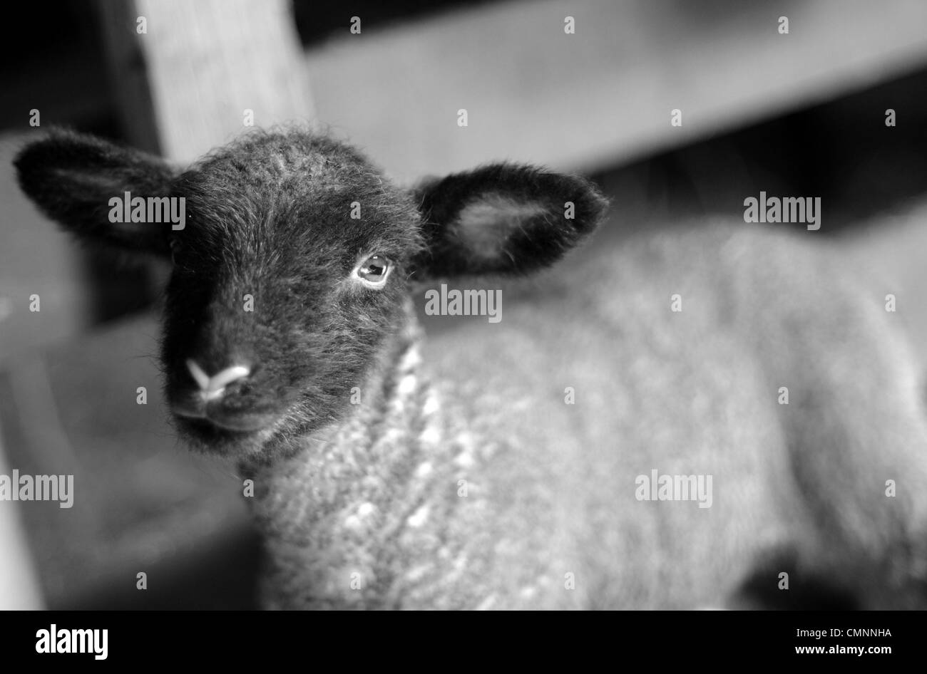 Week farm Black and White Stock Photos & Images - Alamy