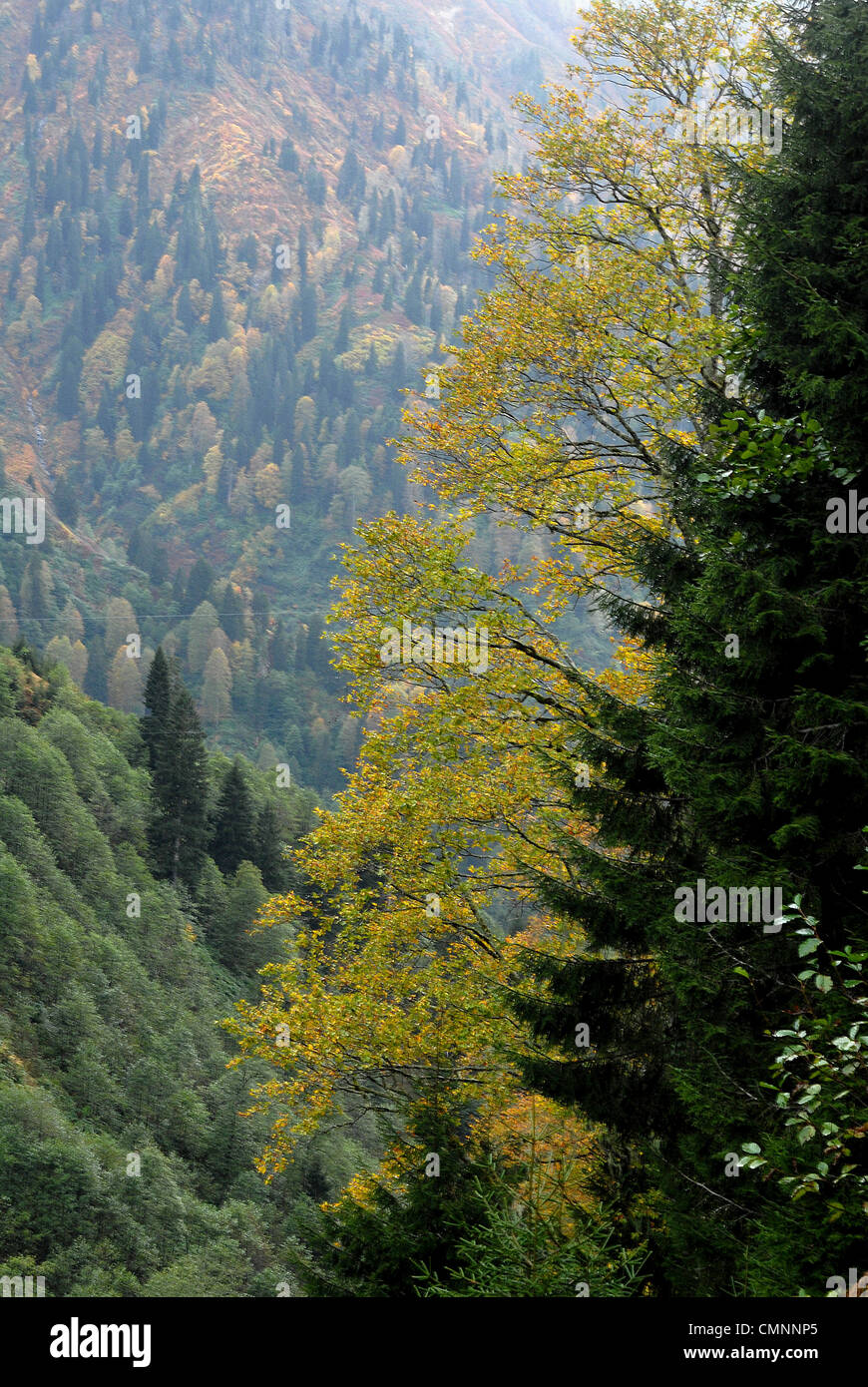 dramatic woodland scenery Stock Photo - Alamy