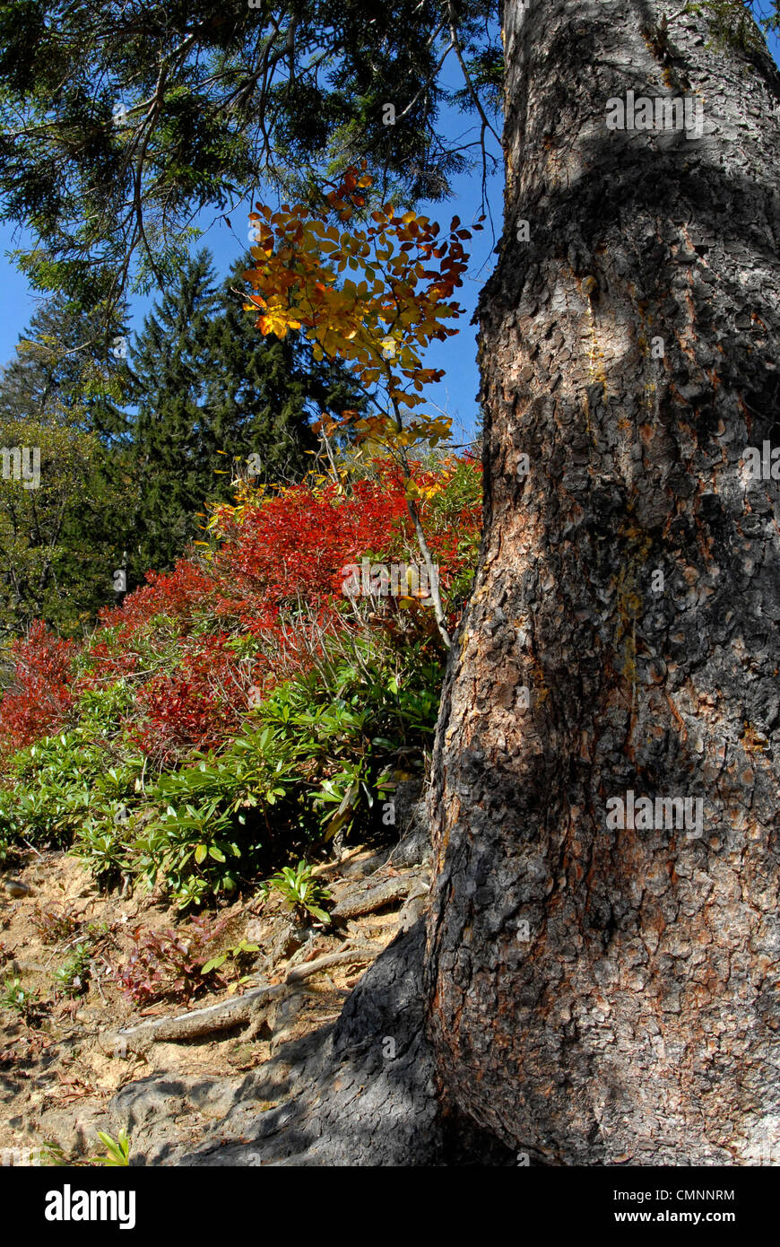 Woodland scenery hi-res stock photography and images - Alamy