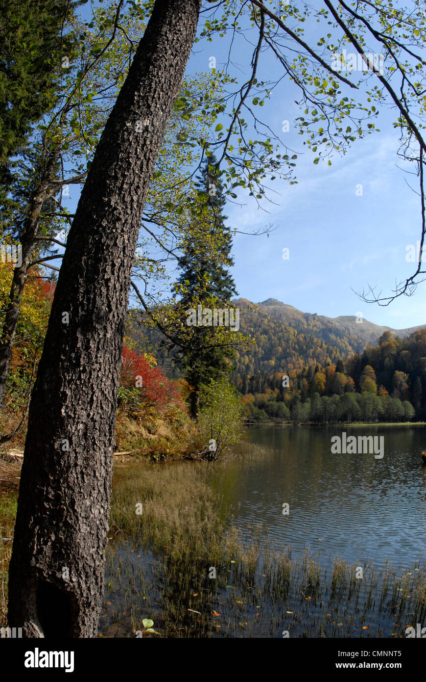 colorful forest surrounding lake Stock Photo - Alamy