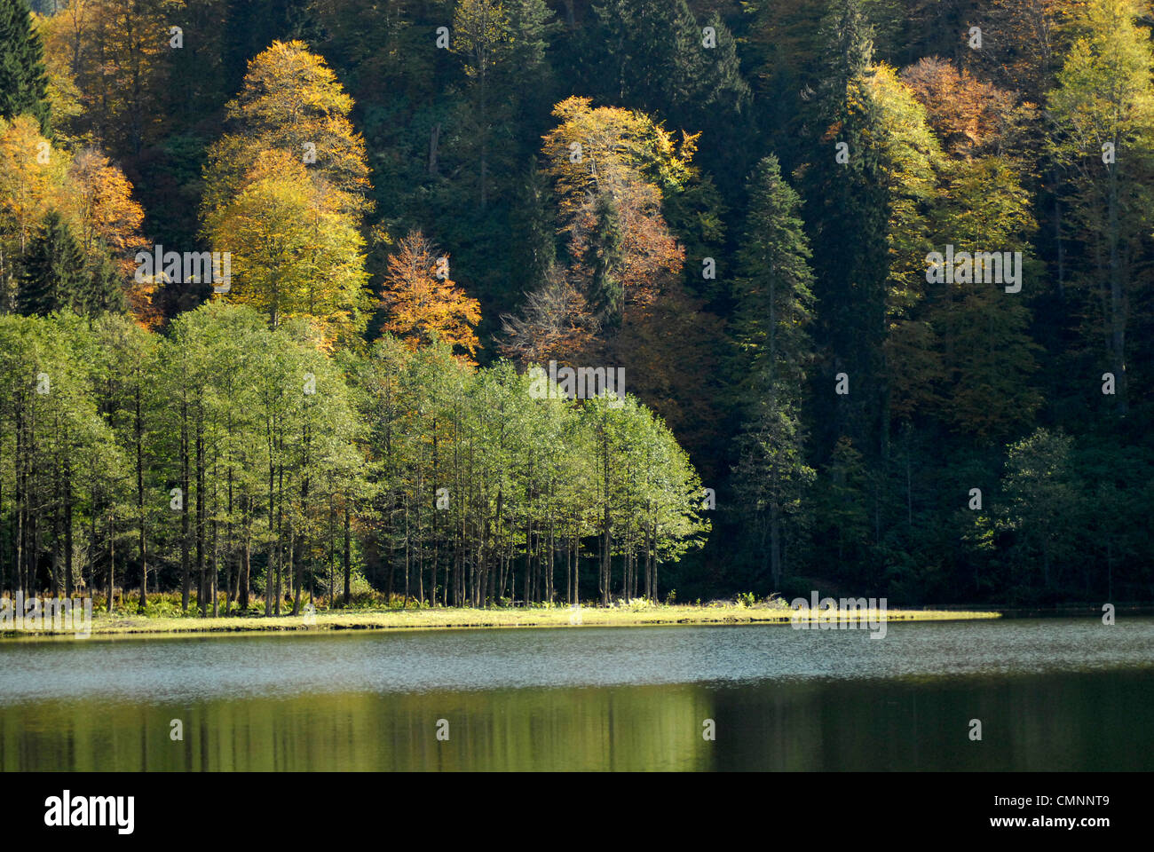 colorful forest scene Stock Photo - Alamy