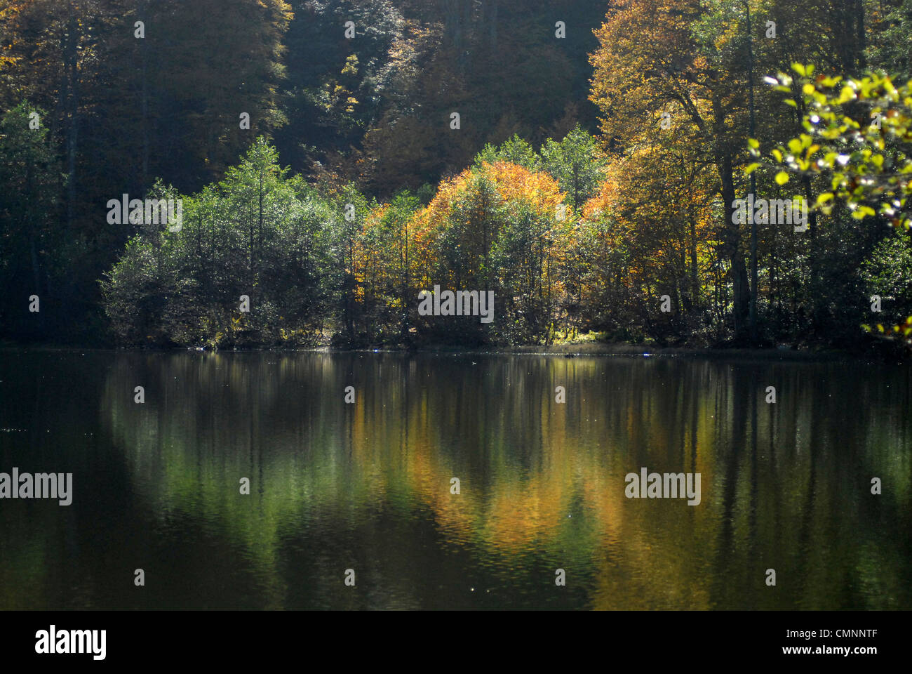 reflection of trees in water Stock Photo - Alamy