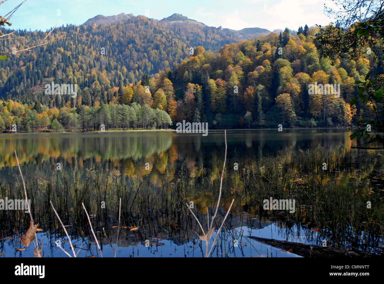 forest and lake in fall Stock Photo - Alamy