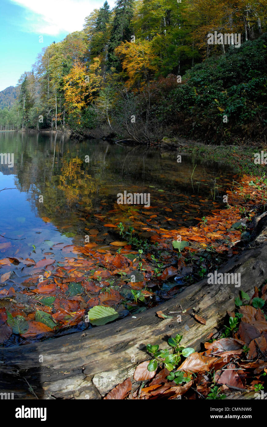 autumn at a forest lake Stock Photo - Alamy