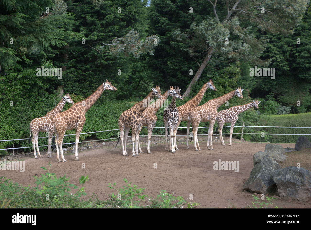 Giraffes at Belfast Zoo Stock Photo - Alamy