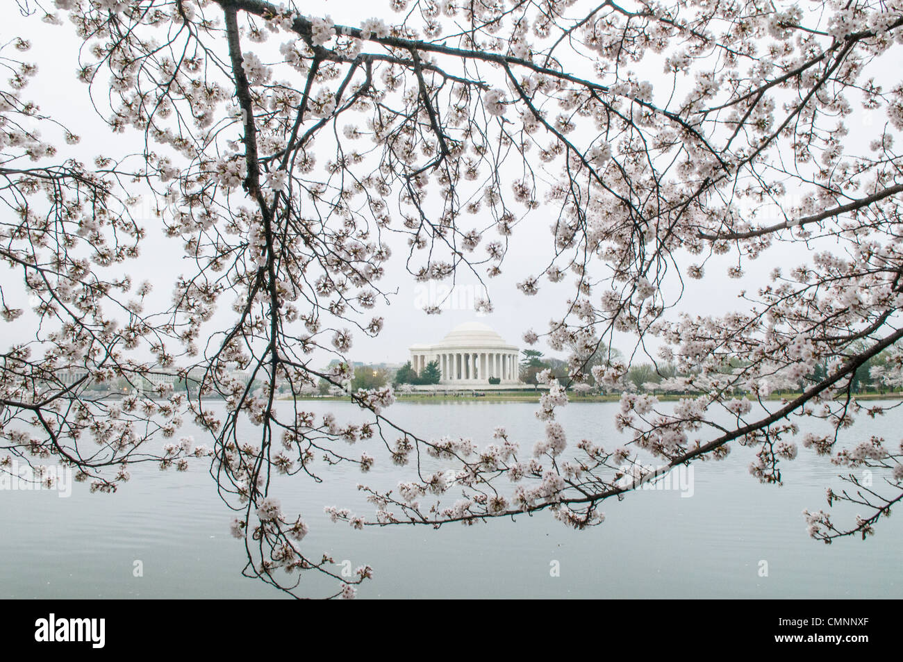WASHINGTON, DC, United States — Cherry blossoms in full bloom around ...