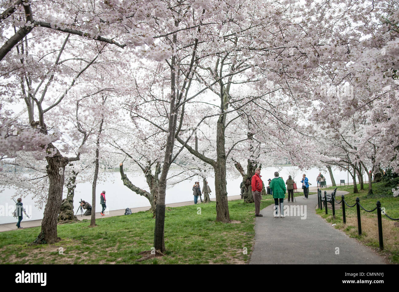 WASHINGTON DC — Cherry trees in bloom line a walkway along the Tidal ...