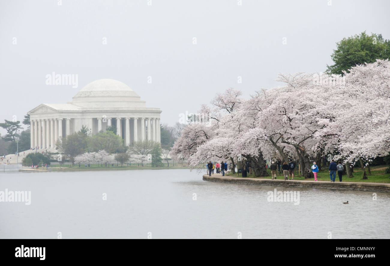 WASHINGTON, DC, United States — Cherry blossoms in full bloom around ...
