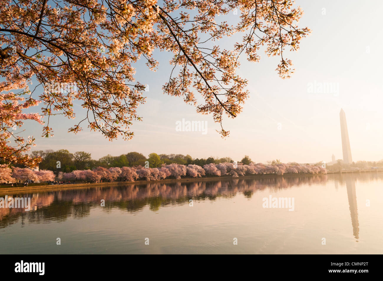 WASHINGTON DC, United States — Cherry blossoms reach peak bloom around ...