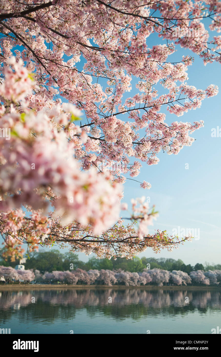 WASHINGTON DC, United States — Cherry blossoms reach peak bloom around ...