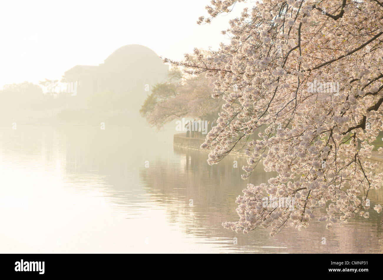 Morning haze at the cherry blossoms along the Tidal Basin, with the ...