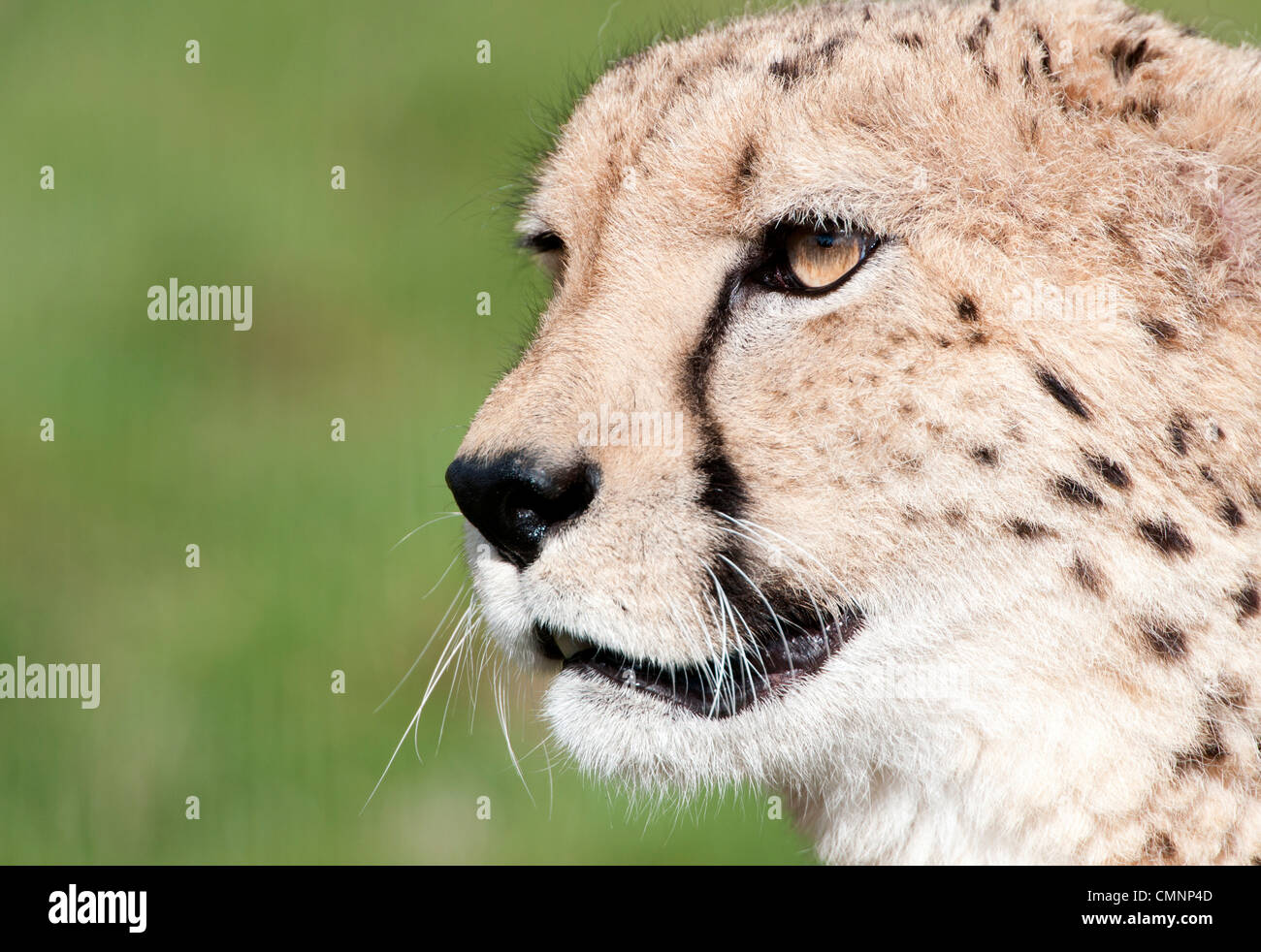 Male cheetah (headshot Stock Photo - Alamy