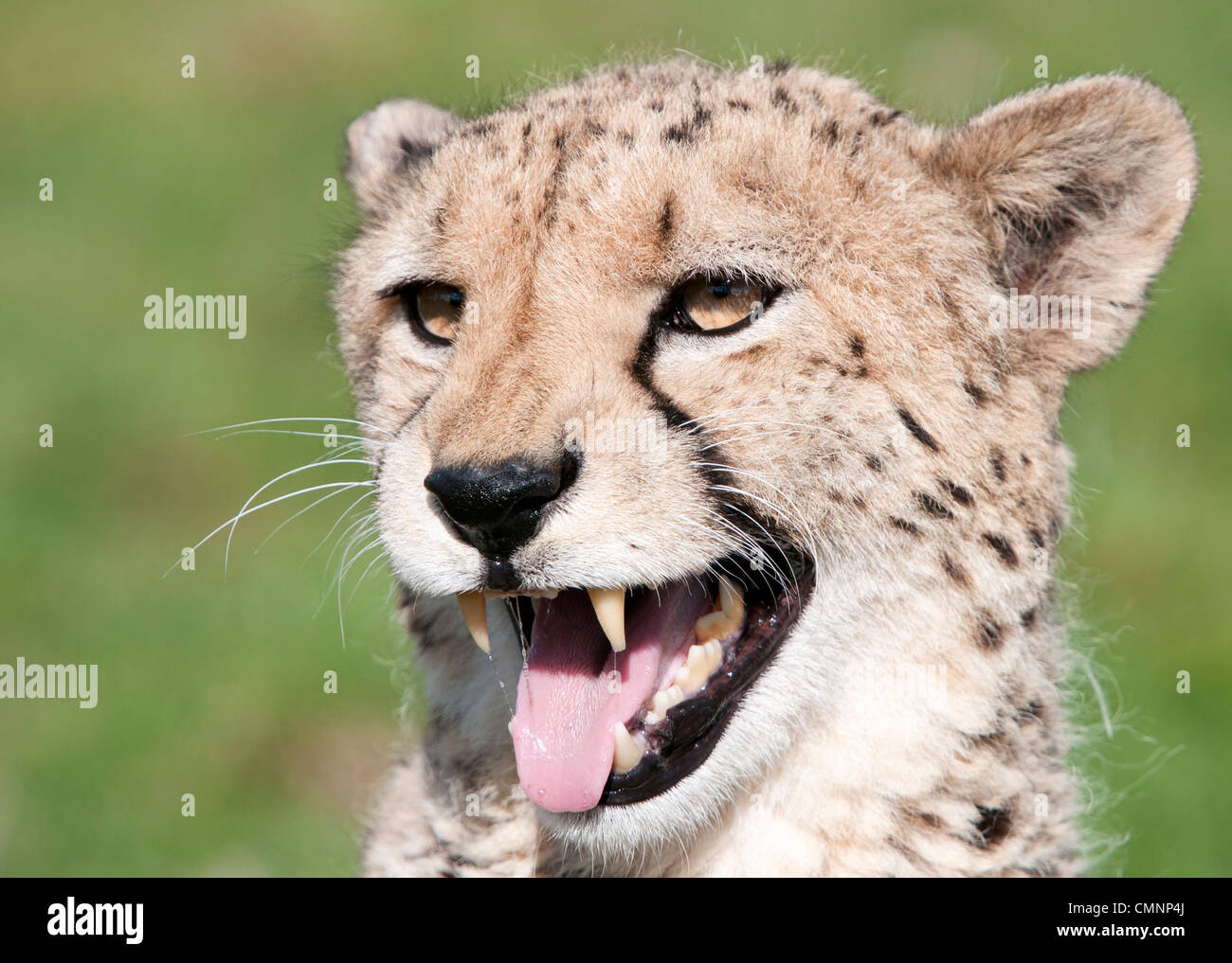 Male cheetah (headshot Stock Photo - Alamy