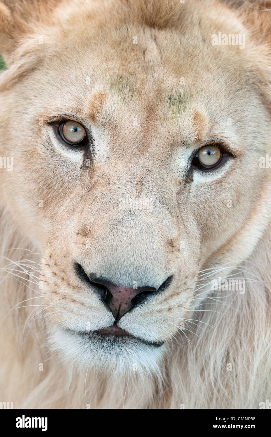 Male white lion looking into camera Stock Photo - Alamy