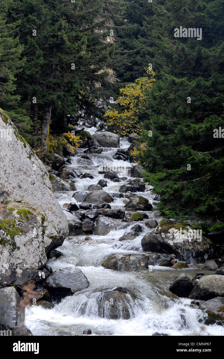 river flowing through trees Stock Photo - Alamy